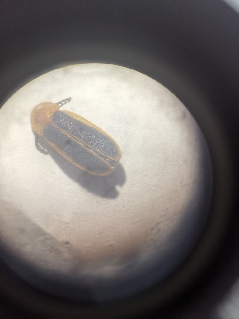 Rimmed Window Firefly from 广东省广州市番禺区钟村 on April 20, 2024 at 12:03 PM by ...