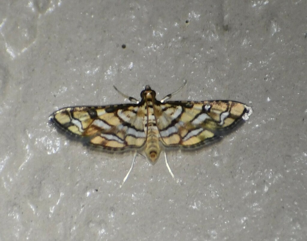 Magician Moth from Starr County, TX, USA on April 17, 2024 at 07:05 AM ...