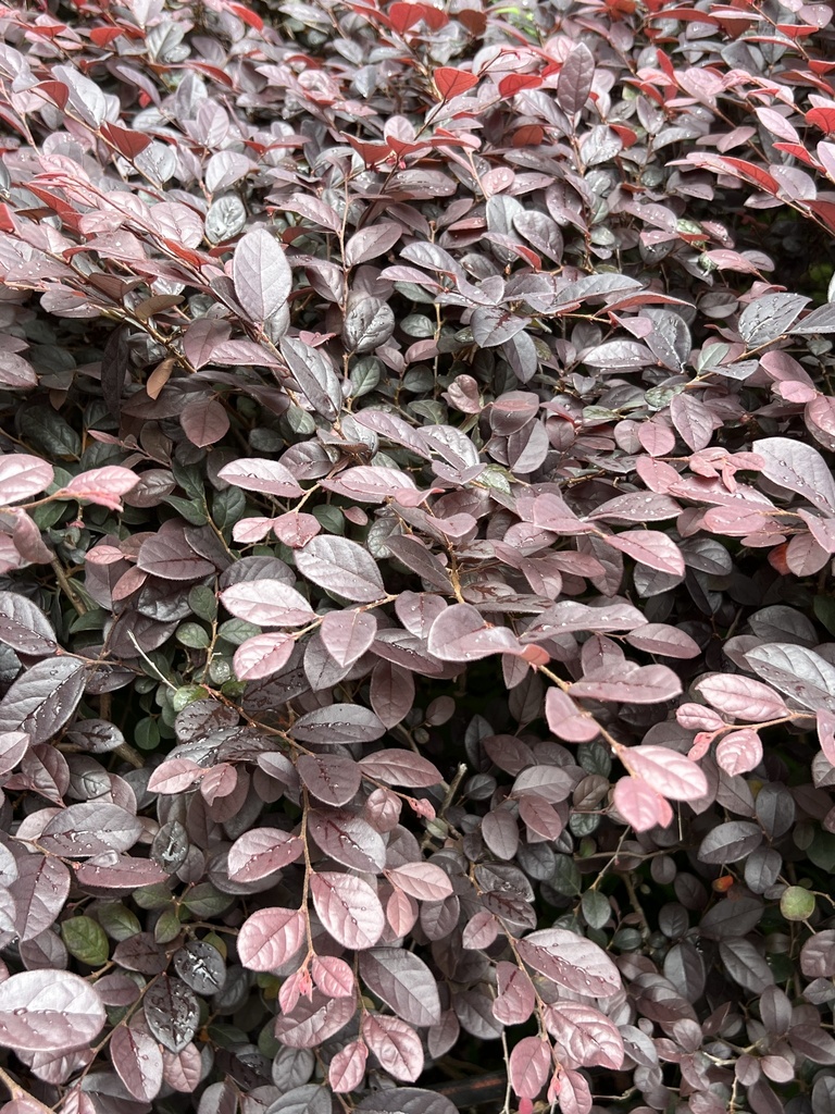 Chinese fringe flower from Lingnan University, Fu Tei, Tuen Mun, New ...