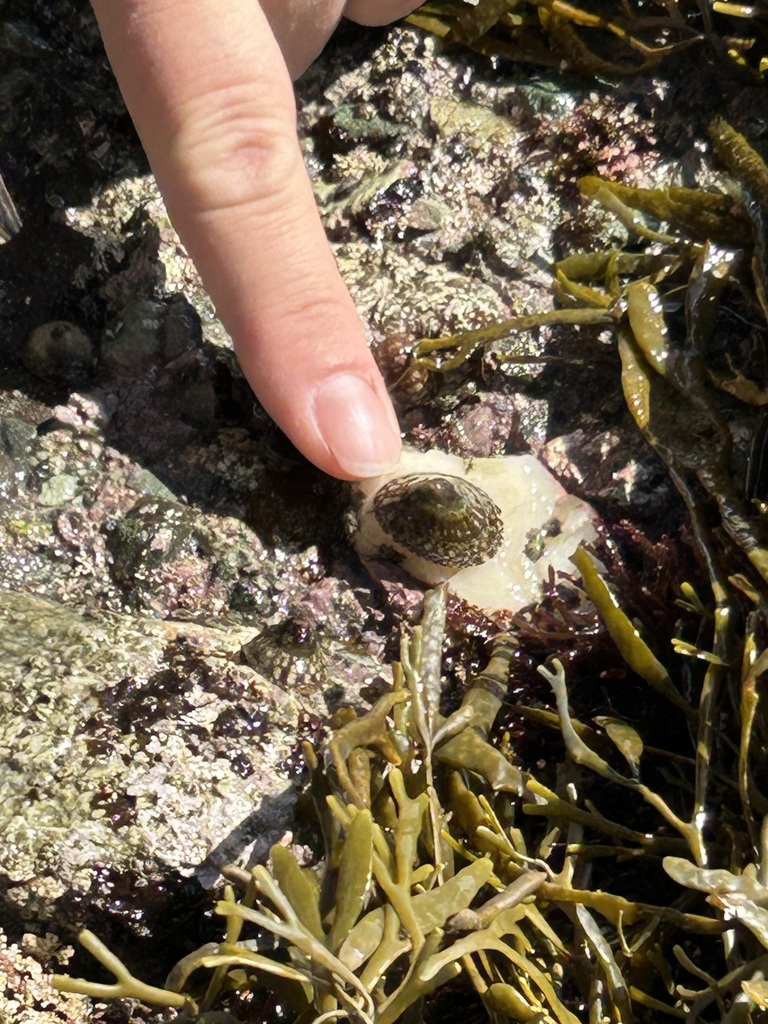 Shield Limpet from Dana Point, CA, USA on March 22, 2024 at 01:36 PM by ...