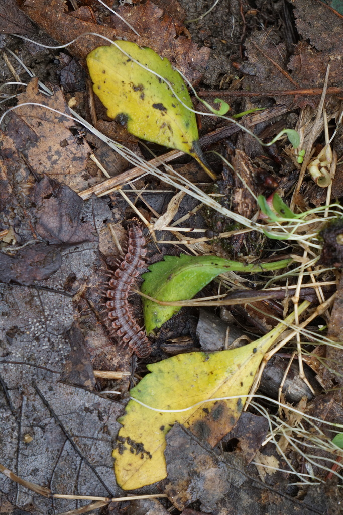 Polydesmus angustus from Butler County, PA, USA on April 28, 2019 at 01 ...