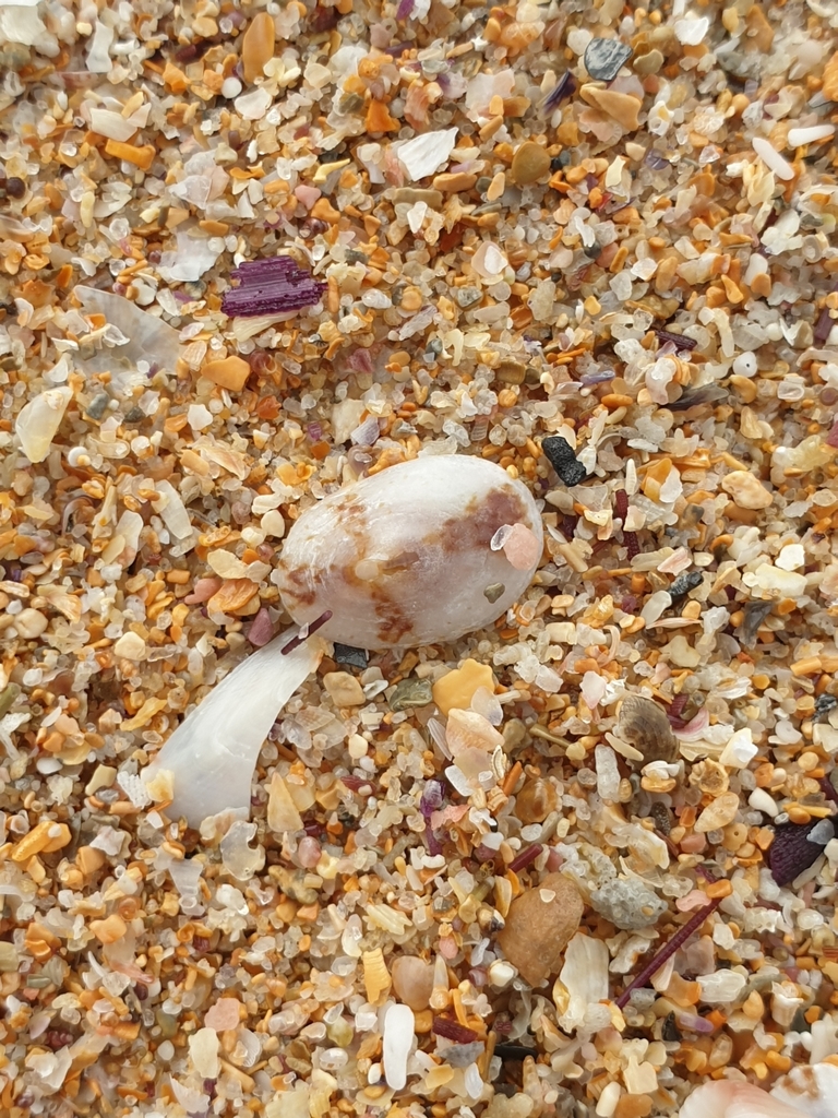 Patelloida mufria from Maroubra NSW 2035, Australia on April 20, 2024 at 03:15 PM by Nick ...