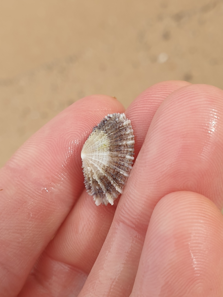 Cap-shaped False Limpet from Maroubra NSW 2035, Australia on April 20 ...