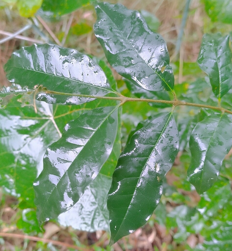Australian Olive in April 2024 by R. Fast growing small tree in ...