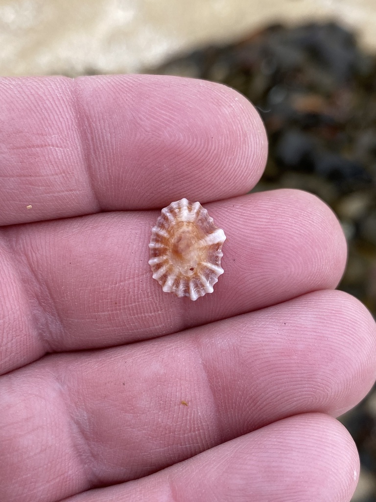 Siphonaria denticulata from Werri Beach, Gerringong, NSW, AU on April ...