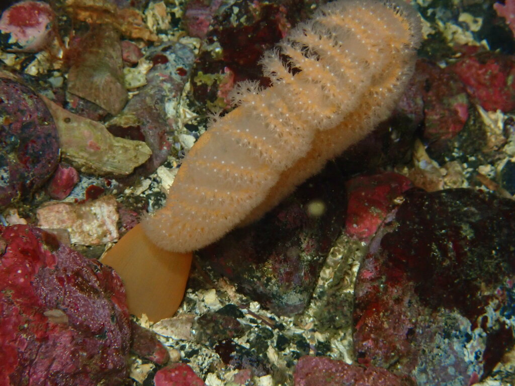 Orange Sea Pen from Sitka County, US-AK, US on April 19, 2024 at 07:49 ...