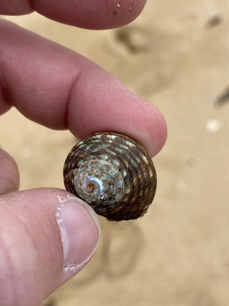 Common Warrener from Werri Beach, Werri Beach, NSW, AU on April 20 ...