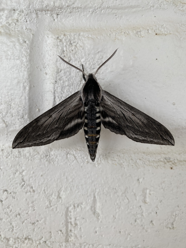 Elegant Sphinx from Santa Ynez, CA, US on April 18, 2024 at 08:25 AM by ...