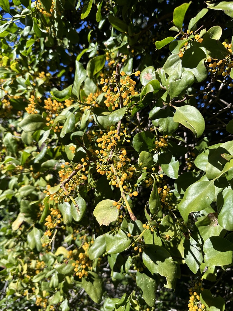 Green mistletoe from Mou Waho Scenic Reserve, NZ-OT-QL, NZ-OT, NZ on ...