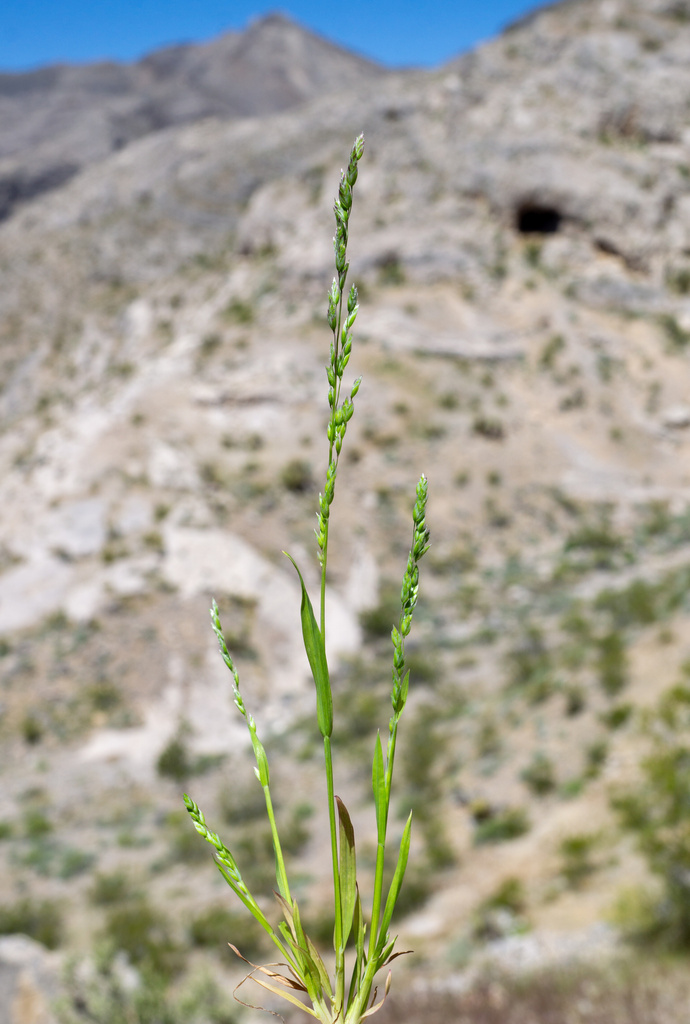 Bigelow's bluegrass from Las Vegas, NV, US on April 16, 2024 at 01:08 ...