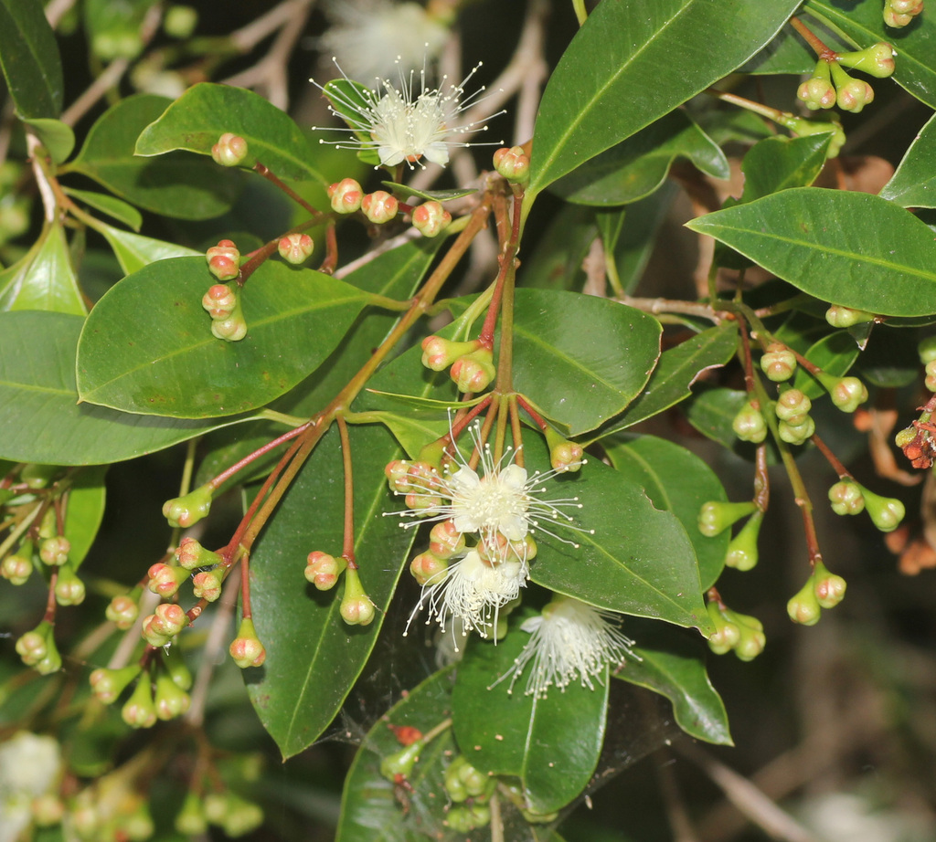 Waterberries from Caboolture Reg Env Centre, Brisbane QLD, Australia on ...