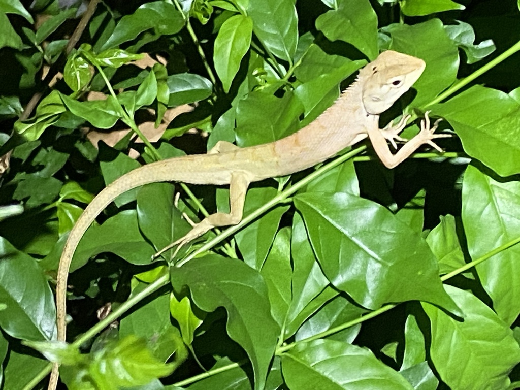 Oriental Garden Lizard from Soi On Nut 70/1 Yaek 2-17-3, Bangkok ...