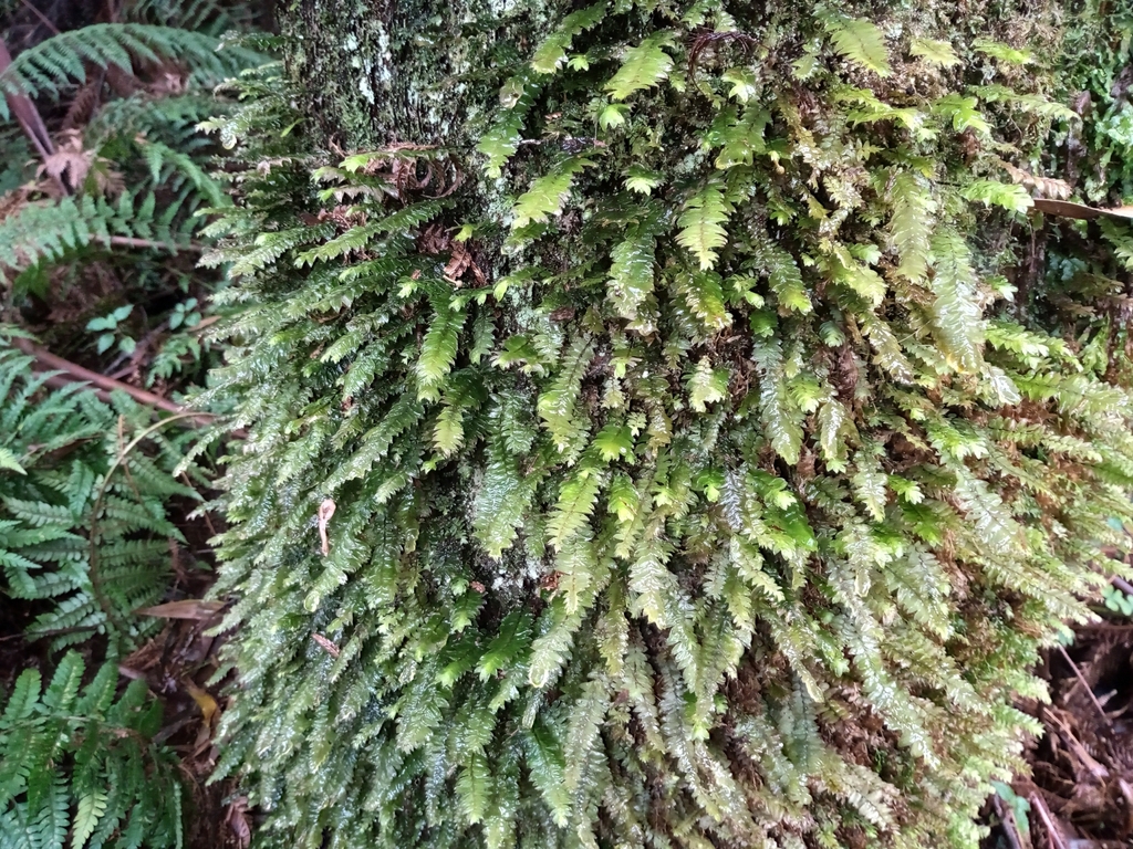 quill moss from Kallista VIC 3791, Australia on April 20, 2024 at 08:40 ...