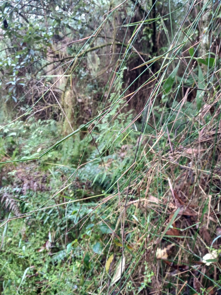 Forest Wire-grass from Kallista VIC 3791, Australia on April 20, 2024 ...