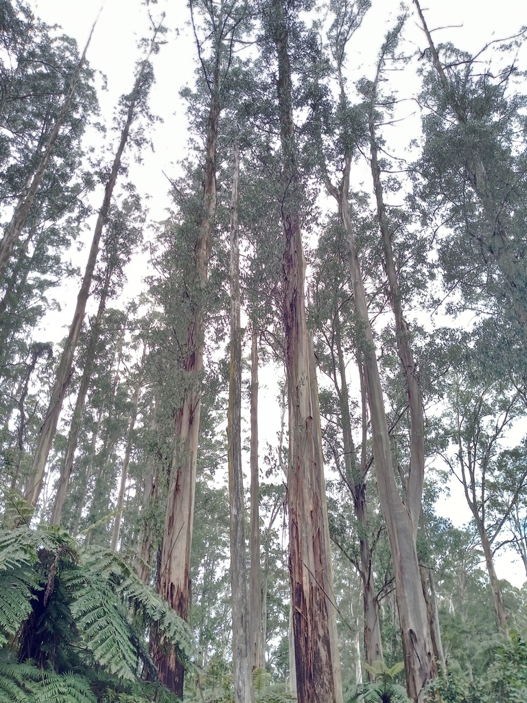 Australian Mountain Ash from Kallista VIC 3791, Australia on April 20 ...