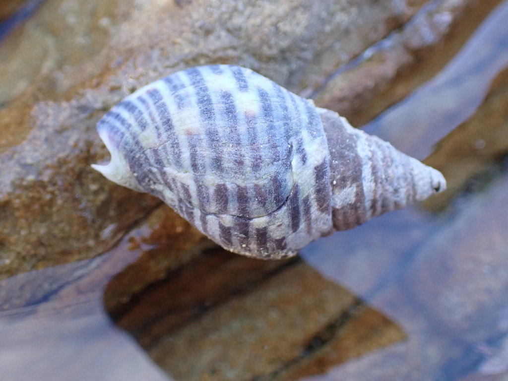 Lineated cominella from Kingborough, Tasmania, Australia on April 20 ...