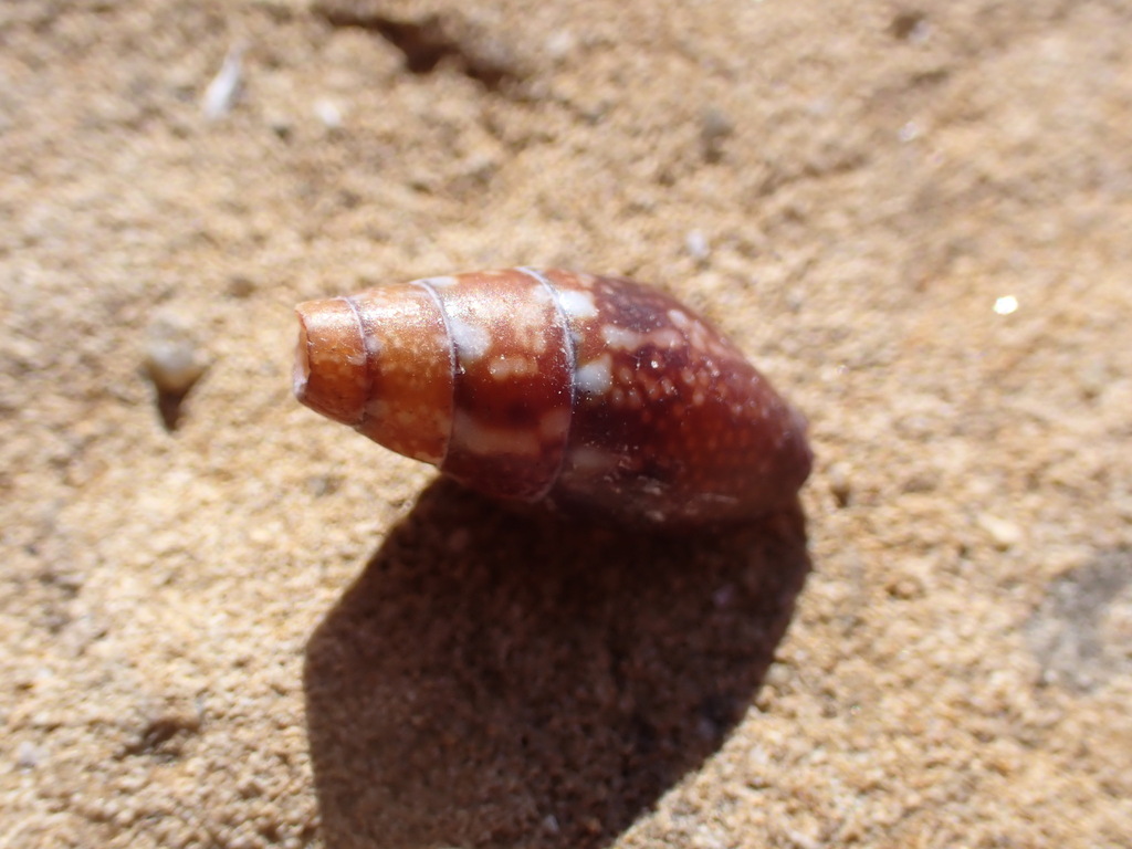 Mitrella from Hobart TAS, Australia on April 20, 2024 at 03:02 PM by ...