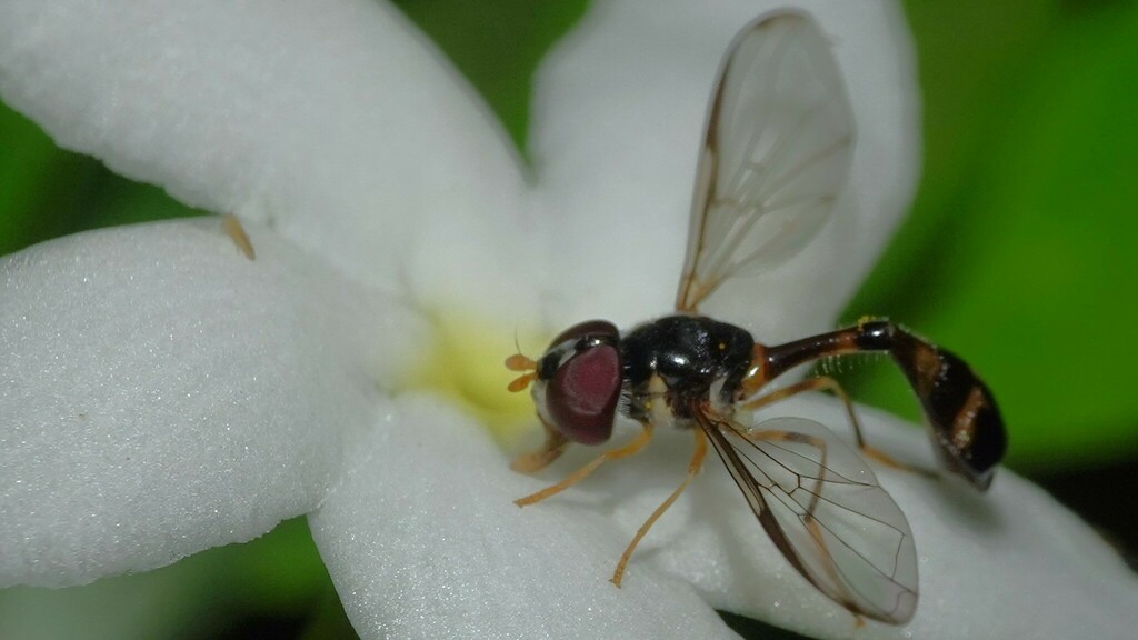 Allobaccha apicalis from BNHS CEC on November 1, 2023 at 09:10 AM by ...