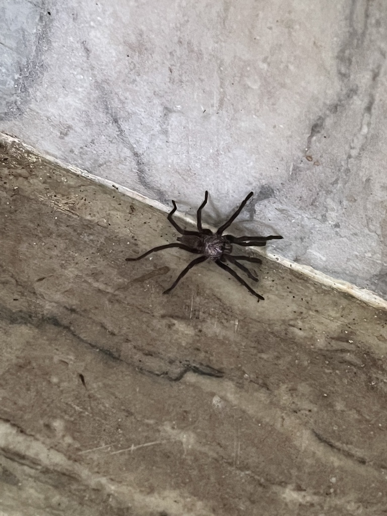 Chilobrachys from Tingtibi - Zhemgang Highway, Zhemgang, BT on April 20 ...