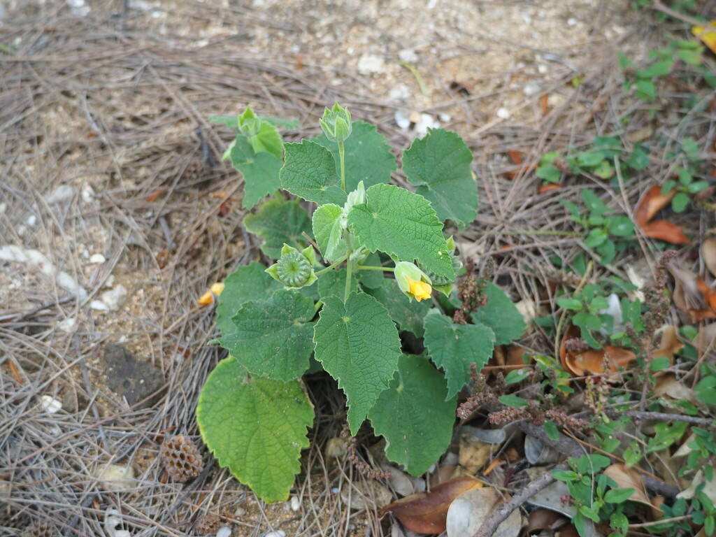 Monkey bush from 885台灣澎湖縣湖西鄉 on March 7, 2024 at 08:31 AM by 葉子 ...