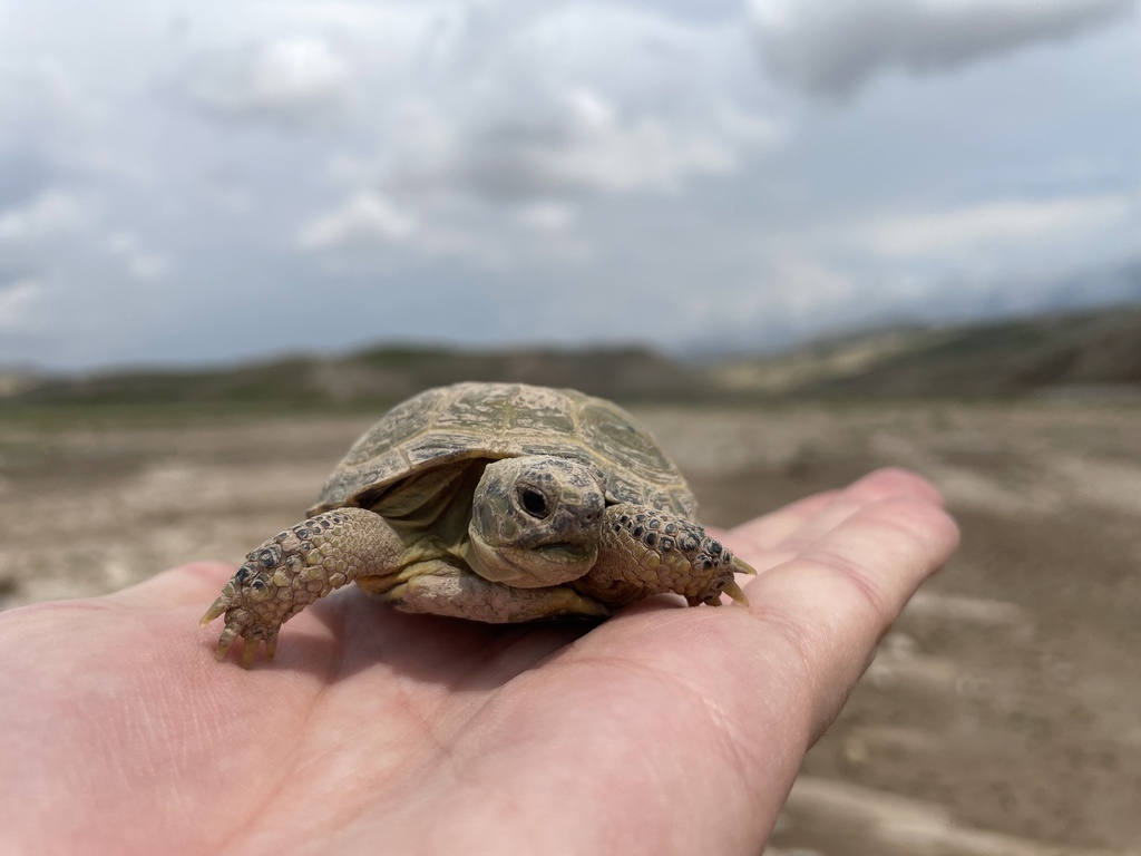 Afghan Tortoise in April 2024 by Harrison J Elkins · iNaturalist