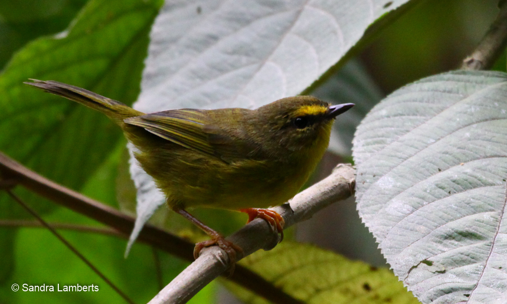 Citrine Warbler from Urubamba Province, Peru on May 20, 2010 at 10:59 ...