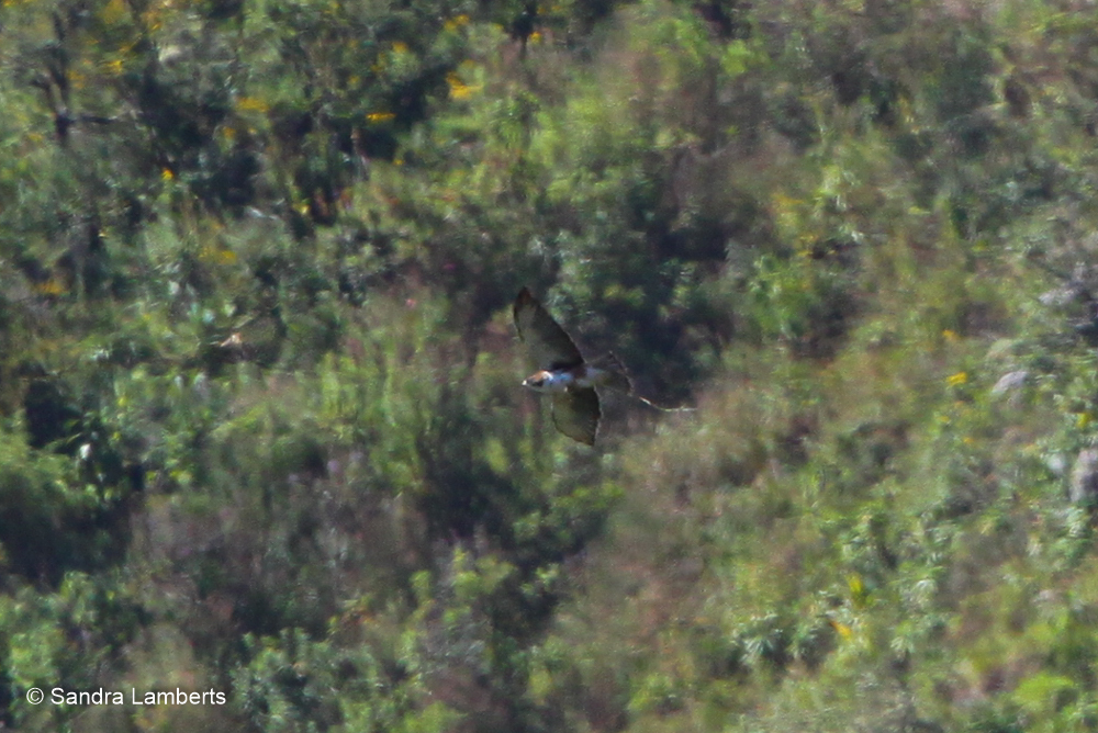 Variable Hawk from Urubamba Province, Peru on May 20, 2010 at 04:35 PM ...