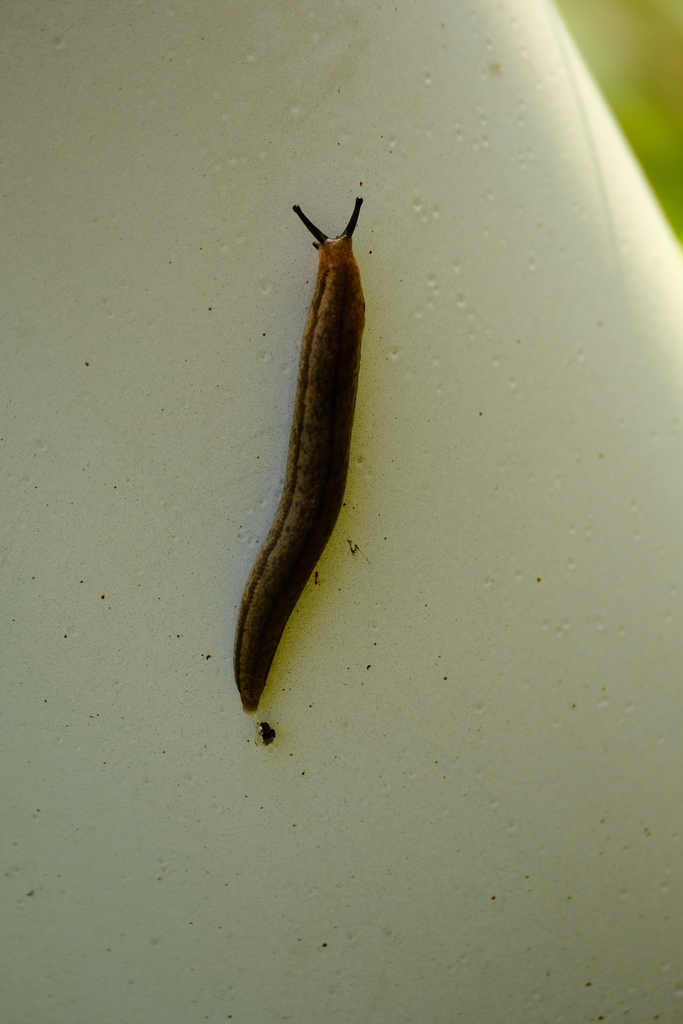 Chinese Slug from 中国江苏省南京市江宁区 on September 17, 2023 at 10:12 AM by 八重垣 ...
