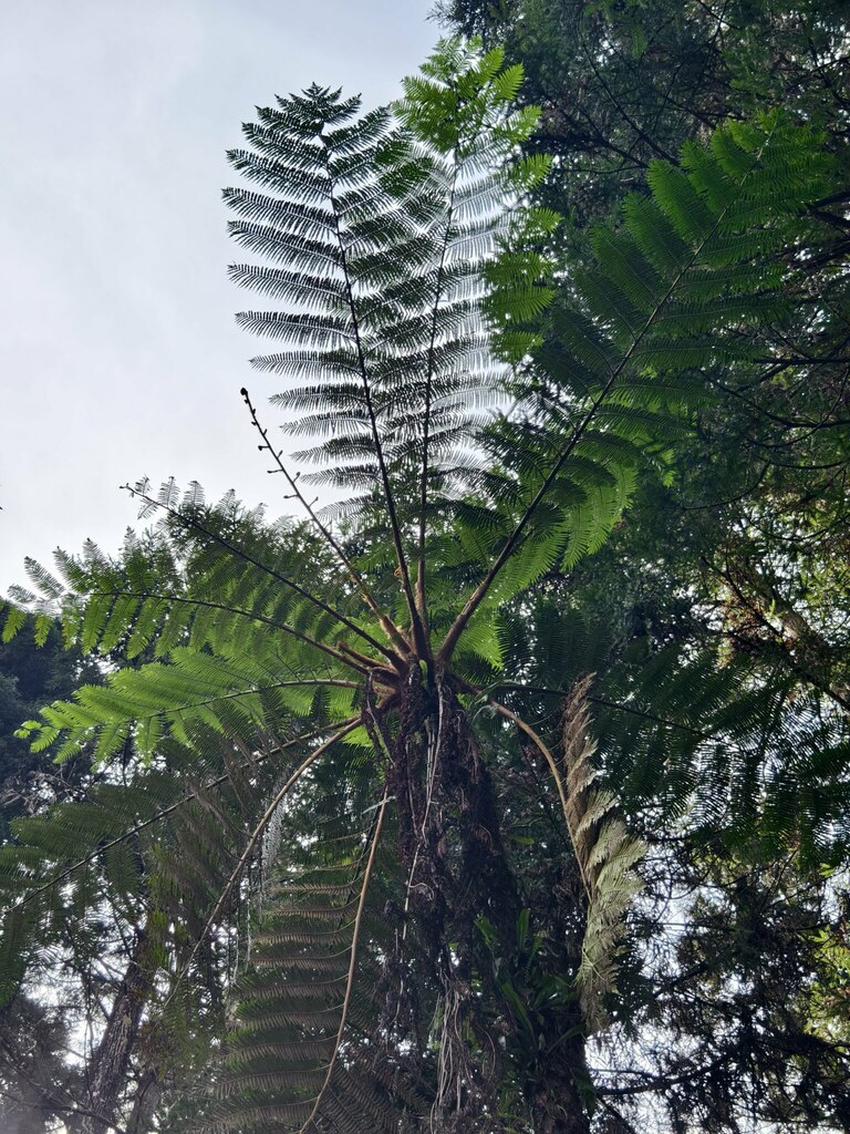 Flying Spider Monkey Tree Fern from 558台灣南投縣鹿谷鄉 on April 20, 2024 at 08 ...