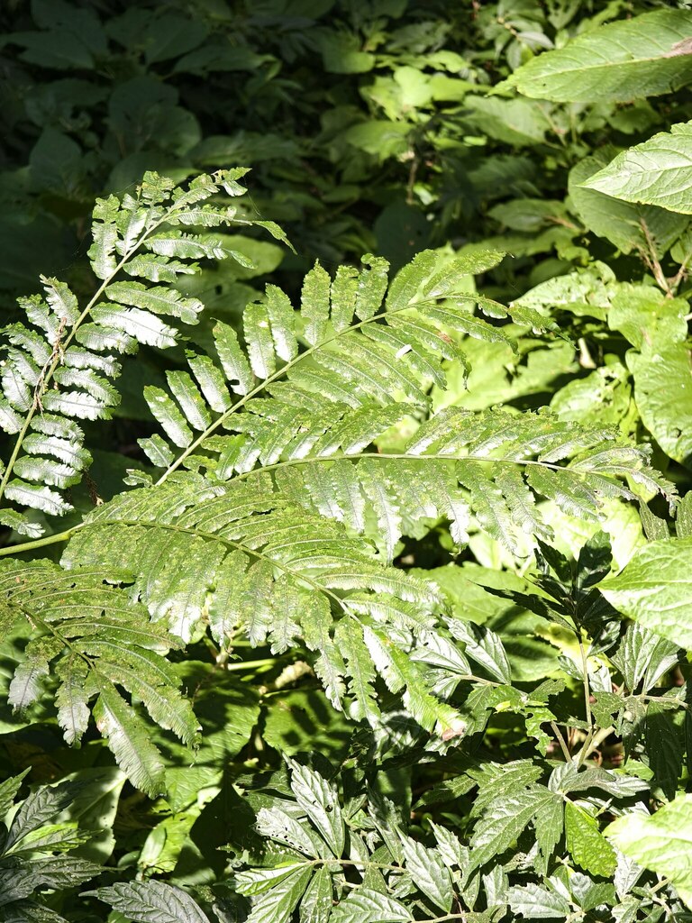 Vessel Fern from 558台灣南投縣鹿谷鄉 on April 20, 2024 at 09:13 AM by Hong ...