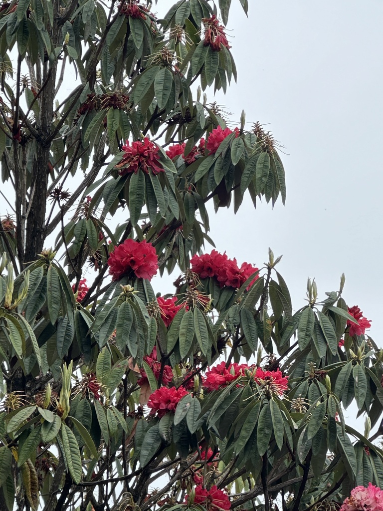 Tree Rhododendron from Dr Zakir Hussian Road, 다르질링, WB, IN on April 20 ...