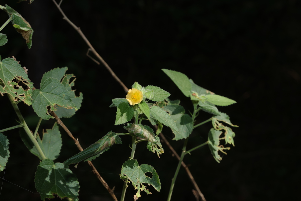flannel weed from Yarrabilba QLD 4207, Australia on April 20, 2024 at ...