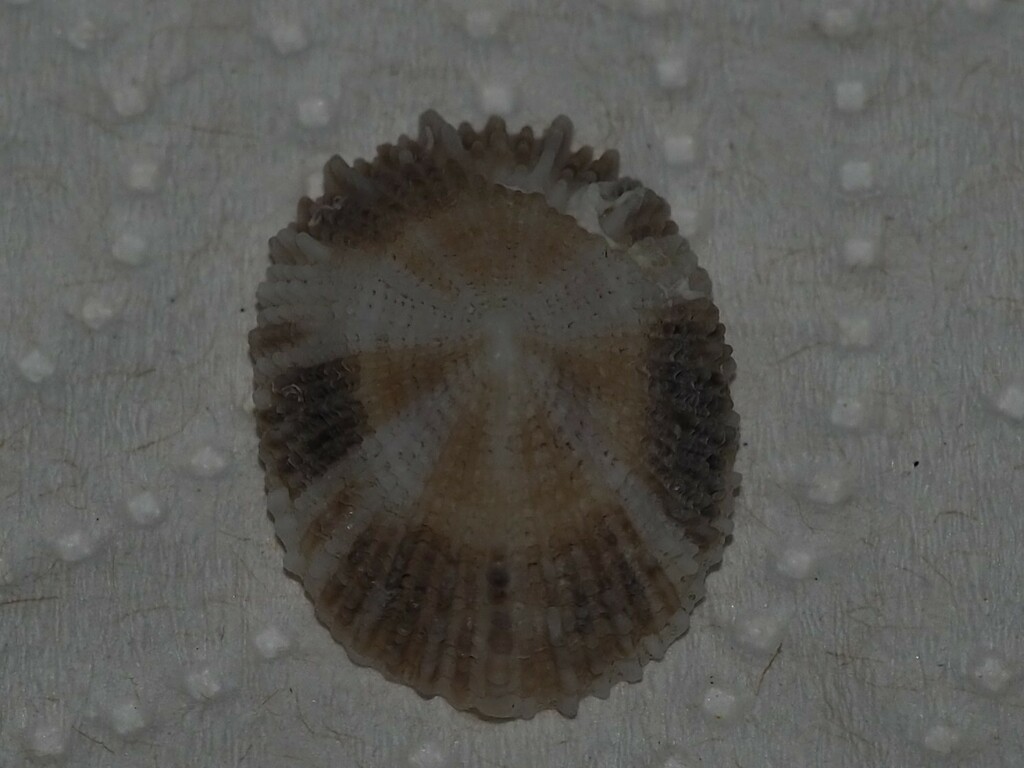 Cap-shaped False Limpet from Woolgoolga NSW 2456, Australia on April 20 ...