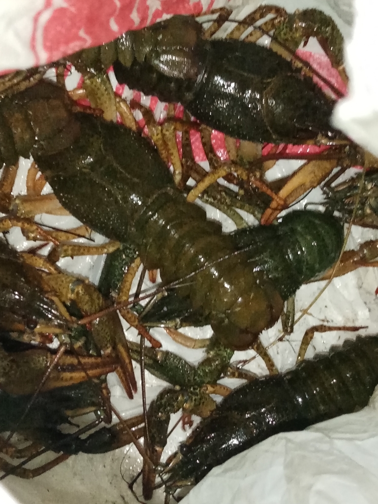Turkish Crayfish from Курская обл., Россия, 307625 on March 31, 2022 at ...