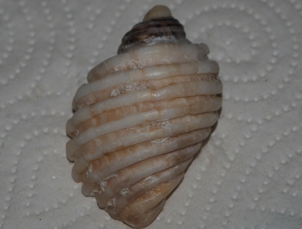 Cart-Rut Shell from Woolgoolga NSW 2456, Australia on April 20, 2024 at ...