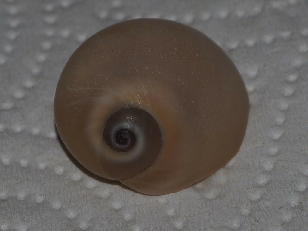 Bladder Moon Snail from Woolgoolga NSW 2456, Australia on April 20 ...