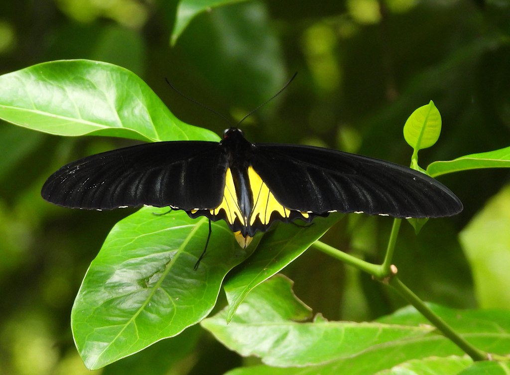Common Birdwing from Singapore Botanic Gardens on April 20, 2024 at 09: ...