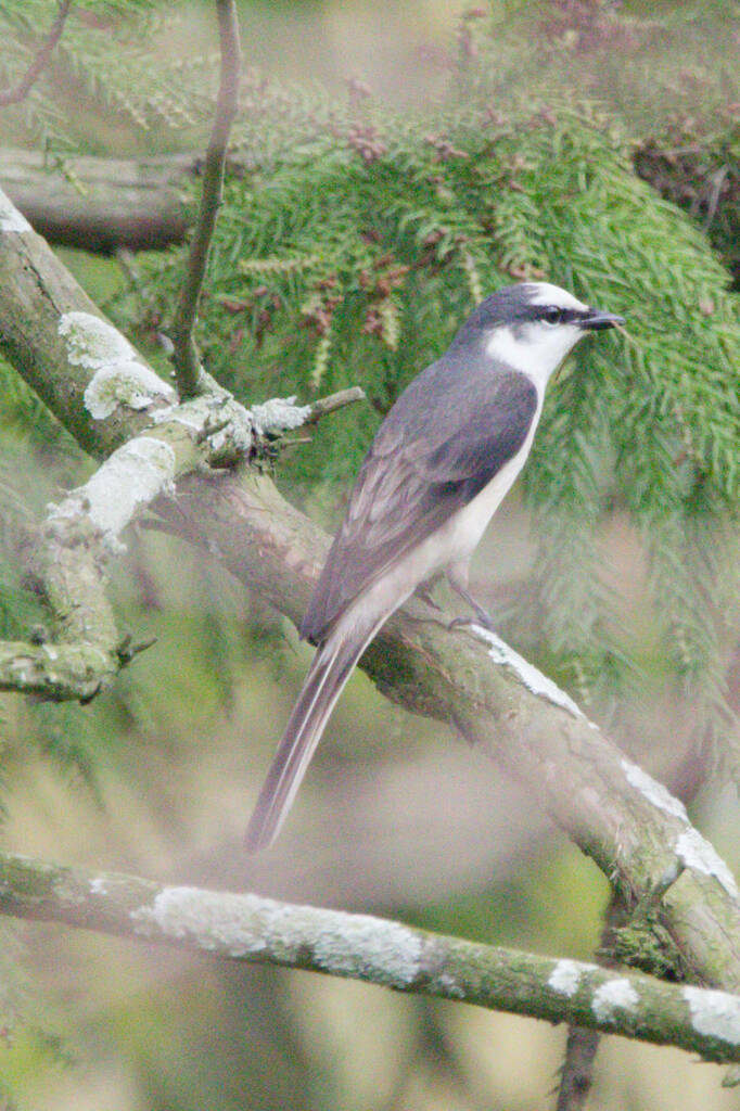 Brown-rumped Minivet from 中国浙江省舟山市普陀区 on April 20, 2024 at 11:51 AM by ...