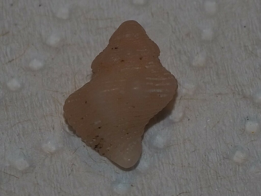 Mipus arbutum from Woolgoolga NSW 2456, Australia on April 20, 2024 at ...