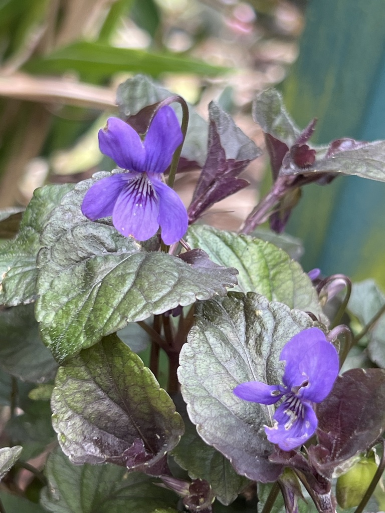 common dog-violet from Sixfields, Thornton-Cleveleys, England, GB on ...