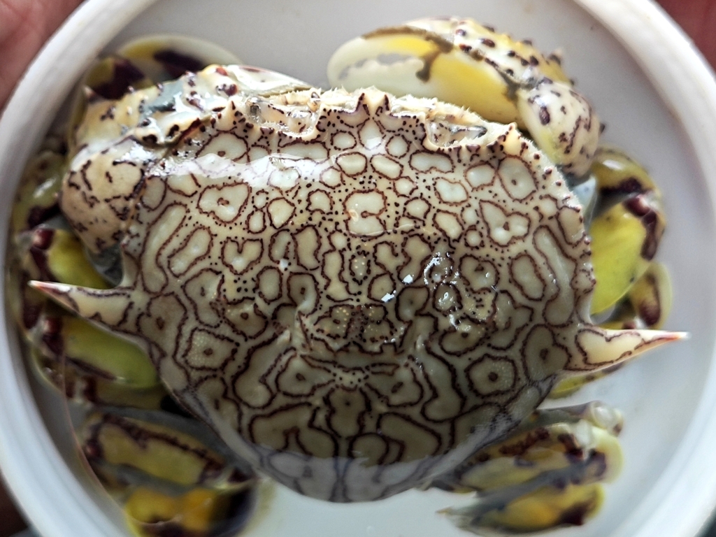 Flower Moon Crab from 海南省儋州市峨蔓镇蒲宿客栈馆 on April 16, 2024 at 10:43 AM by ...
