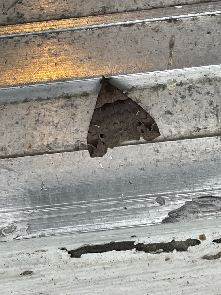 Ambiguous Moth in April 2024 by Jayden Ward · iNaturalist