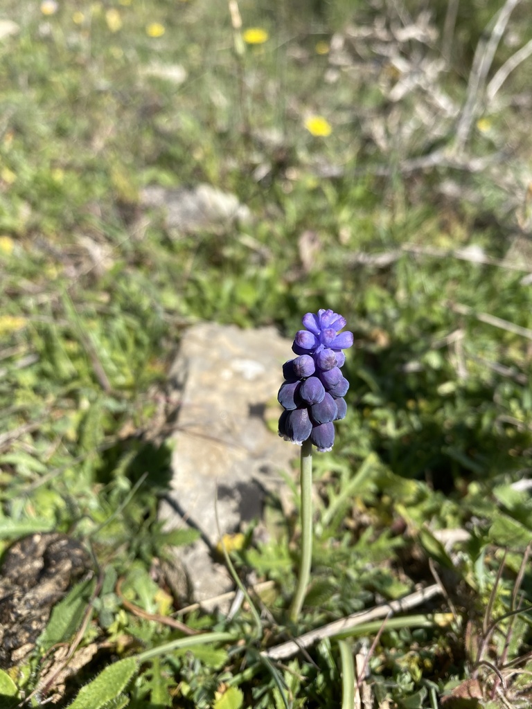 Grape hyacinth from Cendea de Olza, Navarra, ES on April 19, 2024 at 10 ...