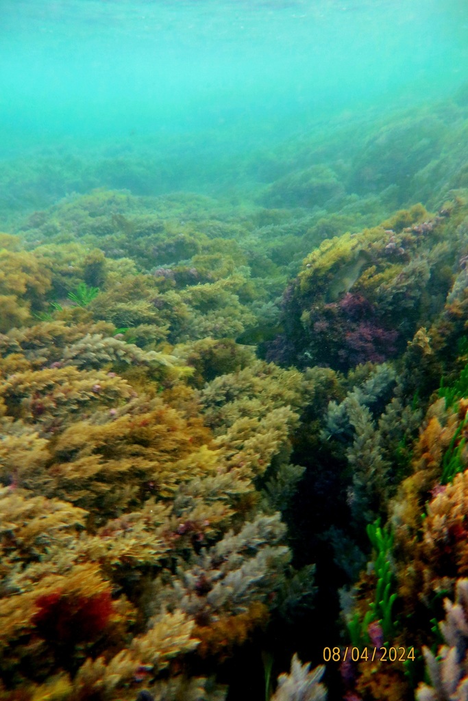 Western Blue Groper from Flinders Island South Australia on April 8 ...