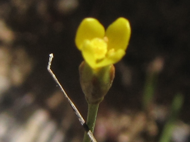 yellow centaury from Forest Rd., Anglesea VIC 3230, Australia on ...