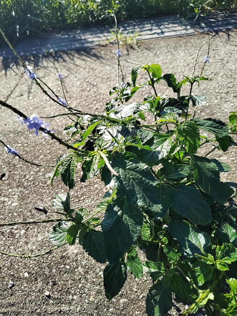 Blue Porterweed (Stachytarpheta jamaicensis) - Botanical Realm
