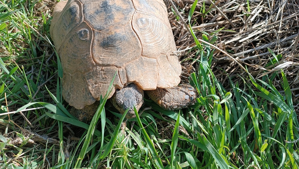 Greek Tortoise in April 2024 by Iman Amini · iNaturalist United Kingdom