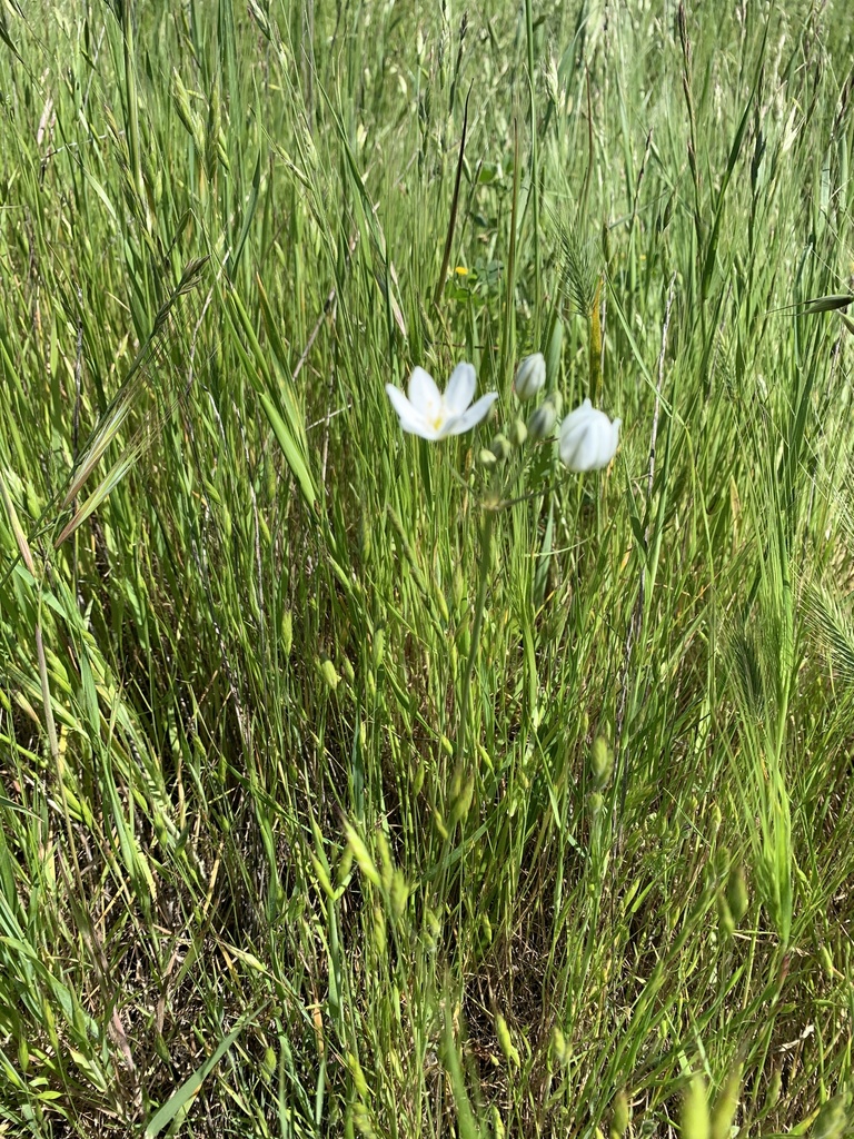 white brodiaea from Dixon, CA, US on April 19, 2024 at 12:16 PM by ...