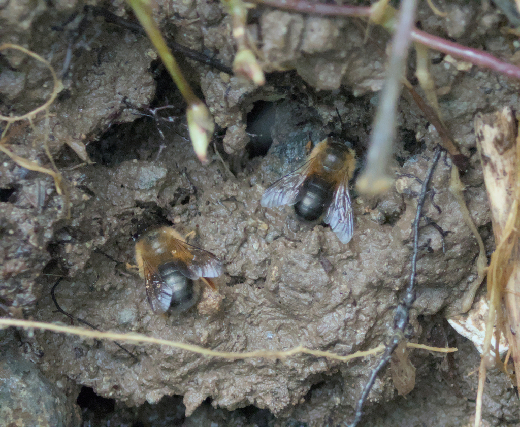 Mason Bees from 中国北京市海淀区 on April 20, 2024 at 11:38 AM by huangmingpan ...