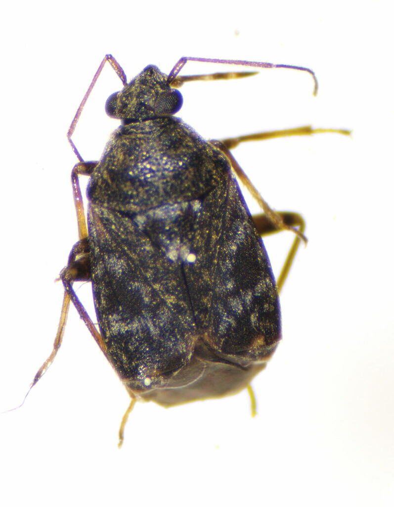 Charagochilus gyllenhalii from Bernrieder Park - Stiftungspark der ...
